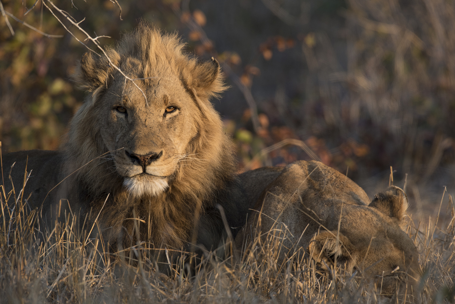 Experience the safari of your lifetime - Palmen Collection